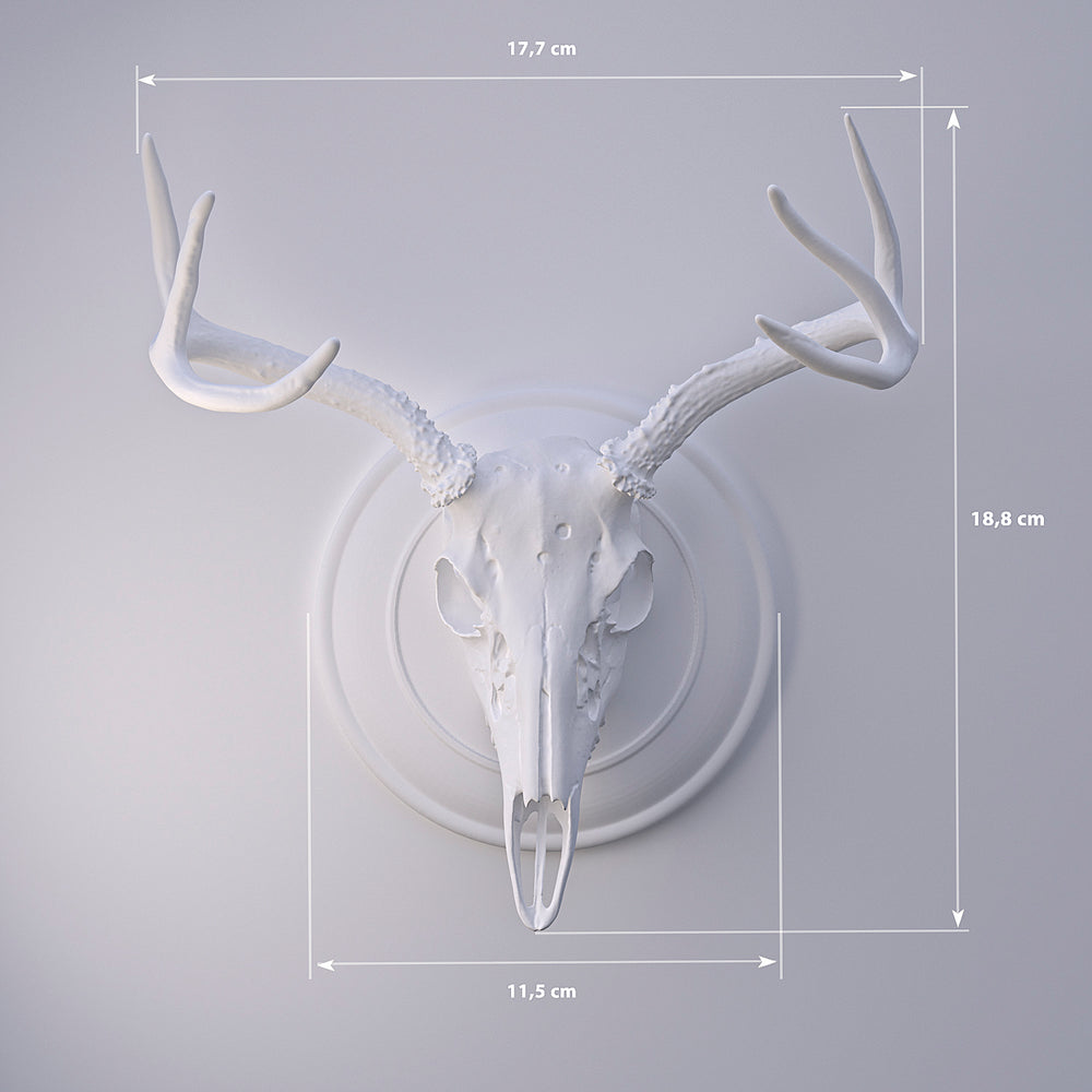 Hjort Kranium – ellock